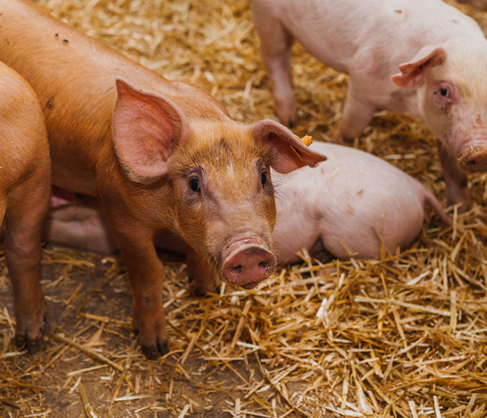 Ferme pédagogique Morbihan, Mauron - EARL Bio Cochon